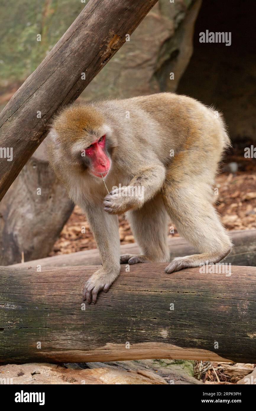 The Japanese macaque monkey (Mucaca Fuscata), also known as the snow ...