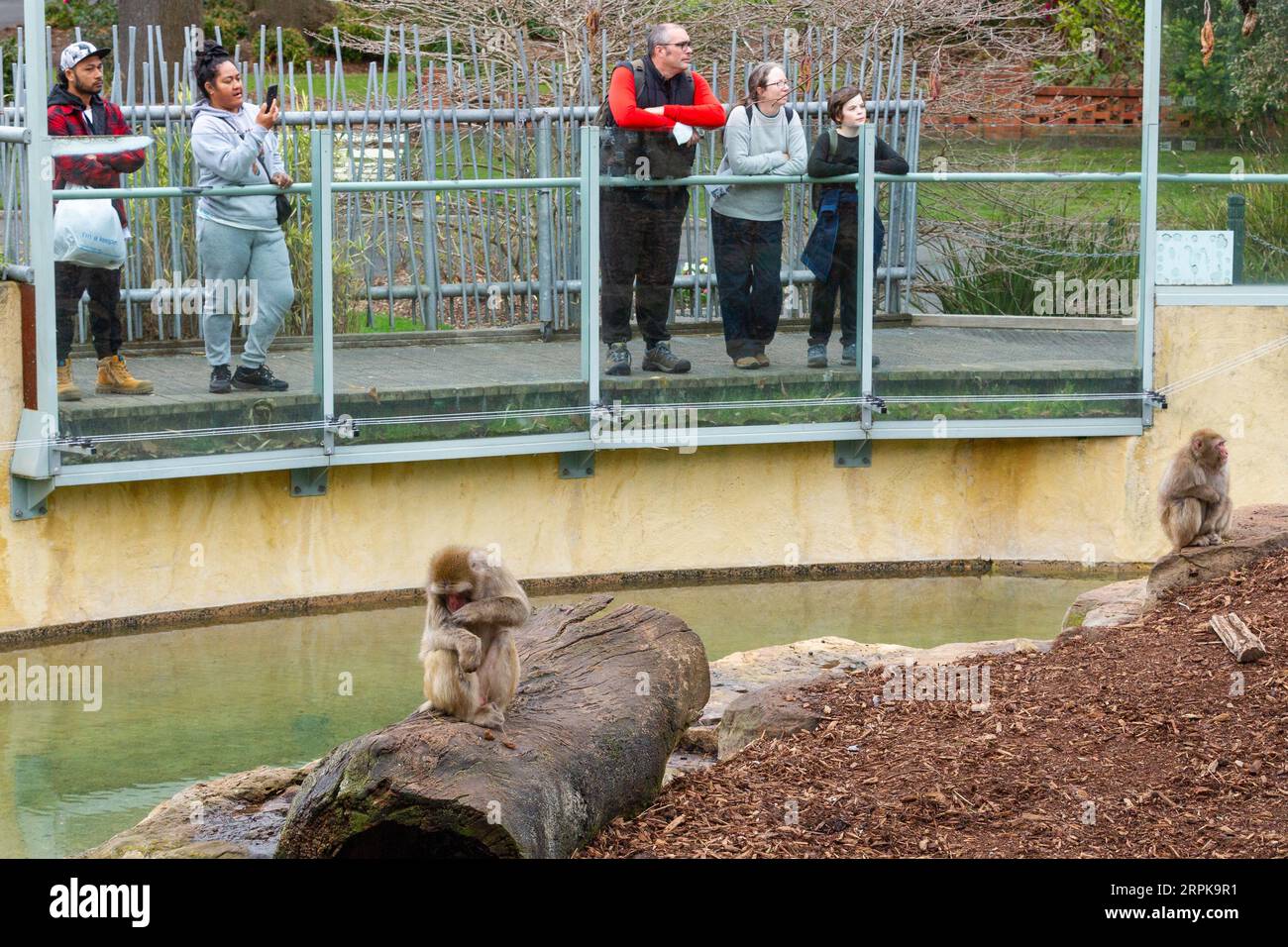 The Japanese macaque monkey (Mucaca Fuscata), also known as the snow ...