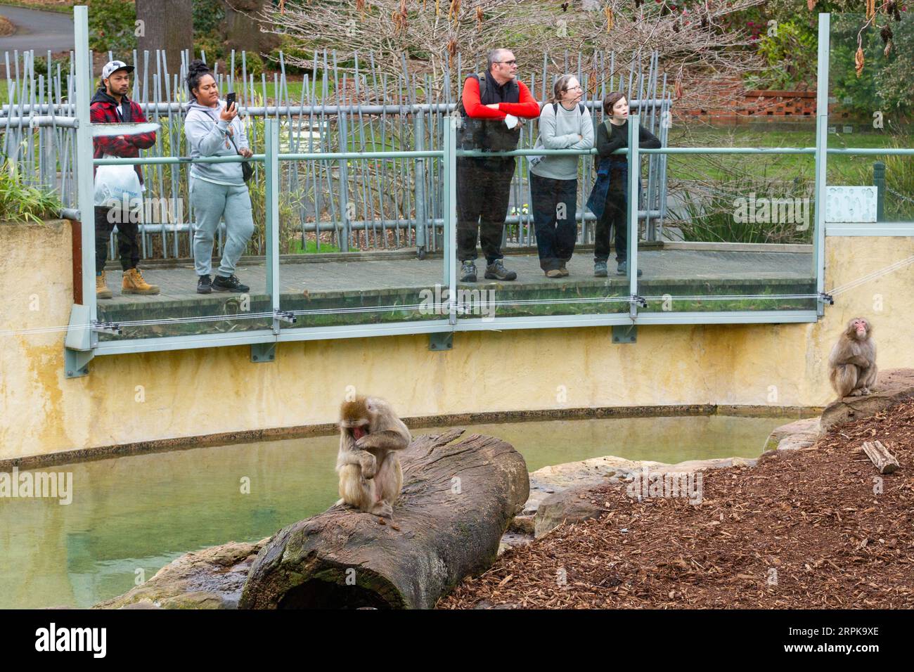 The Japanese macaque monkey (Mucaca Fuscata), also known as the snow monkey or (in Japanese) as ...