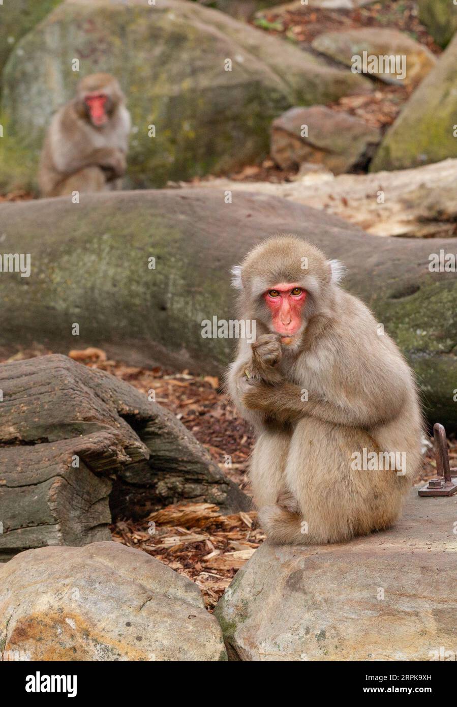 The Japanese macaque monkey (Mucaca Fuscata), also known as the snow ...