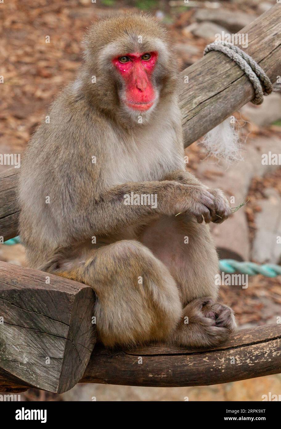 The Japanese macaque monkey (Mucaca Fuscata), also known as the snow ...