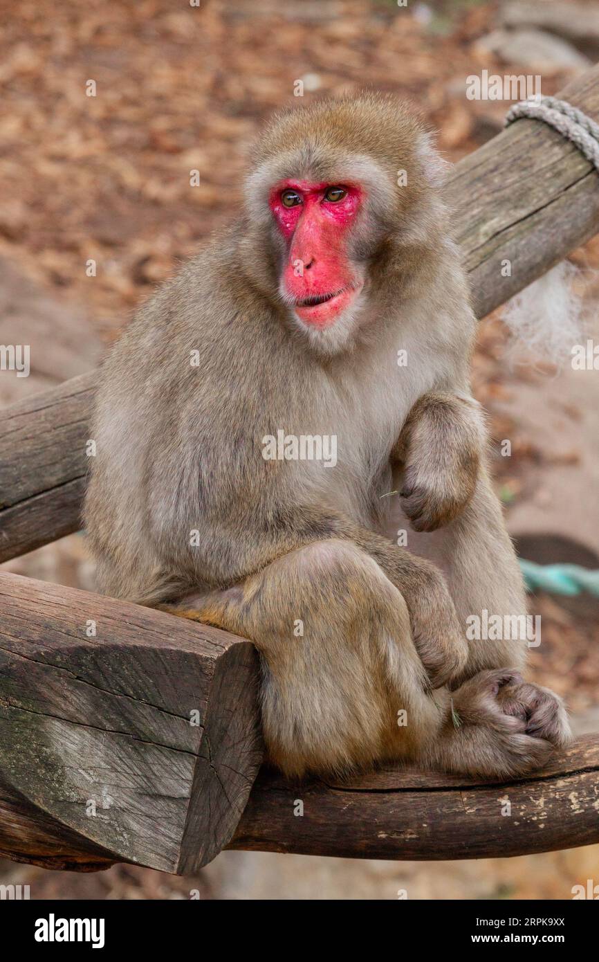 The Japanese macaque monkey (Mucaca Fuscata), also known as the snow ...