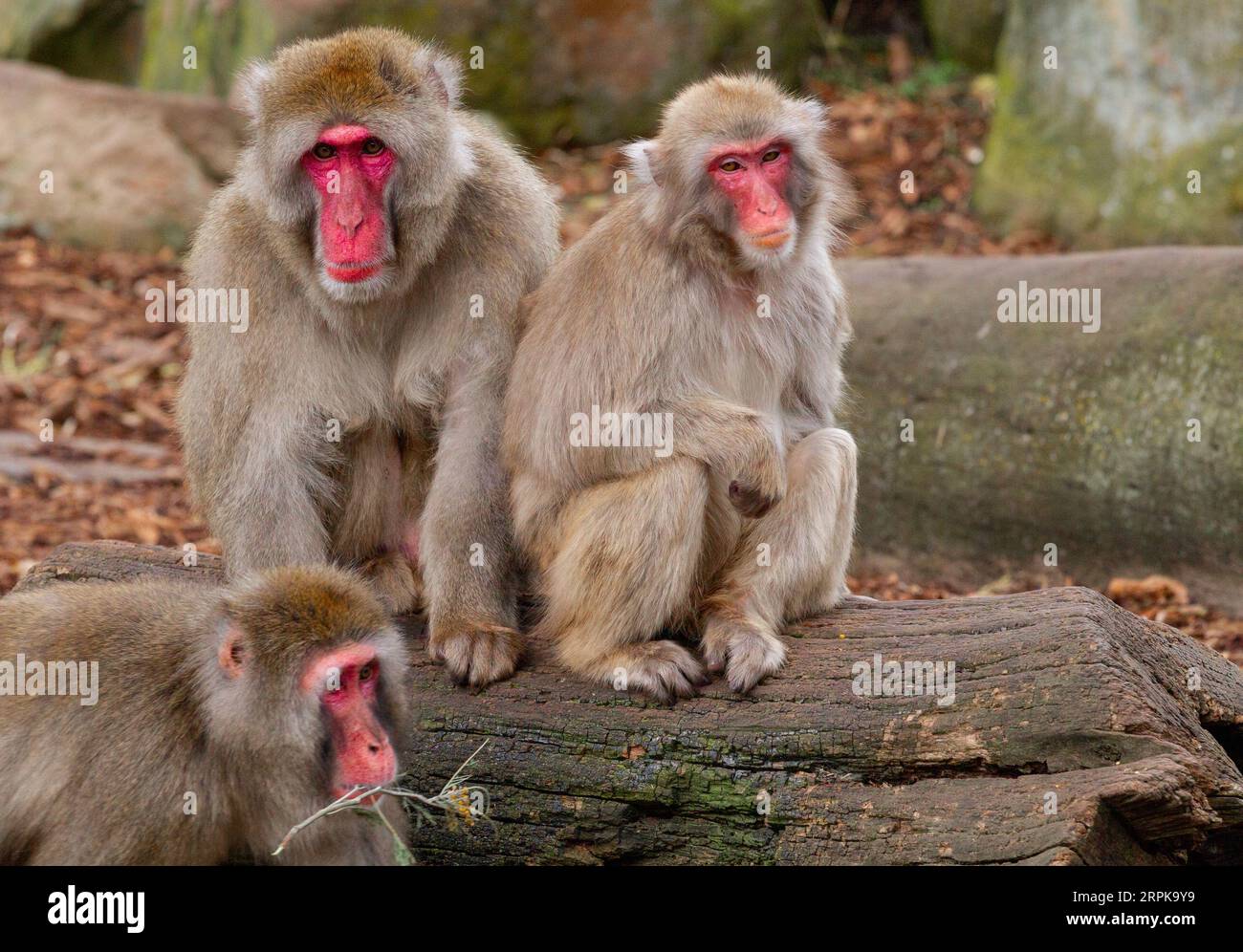 The Japanese macaque monkey (Mucaca Fuscata), also known as the snow ...