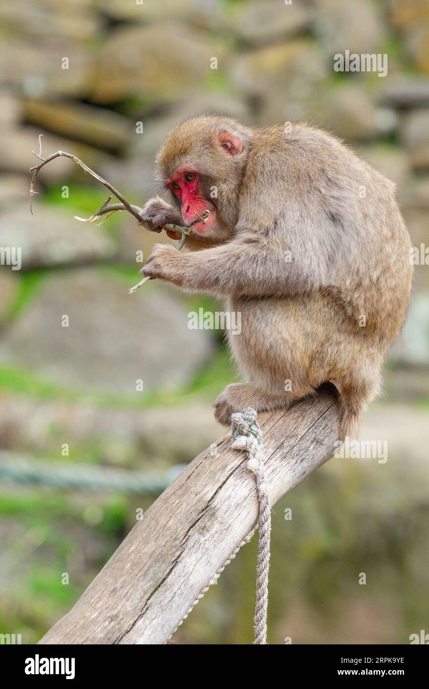 The Japanese macaque monkey (Mucaca Fuscata), also known as the snow ...