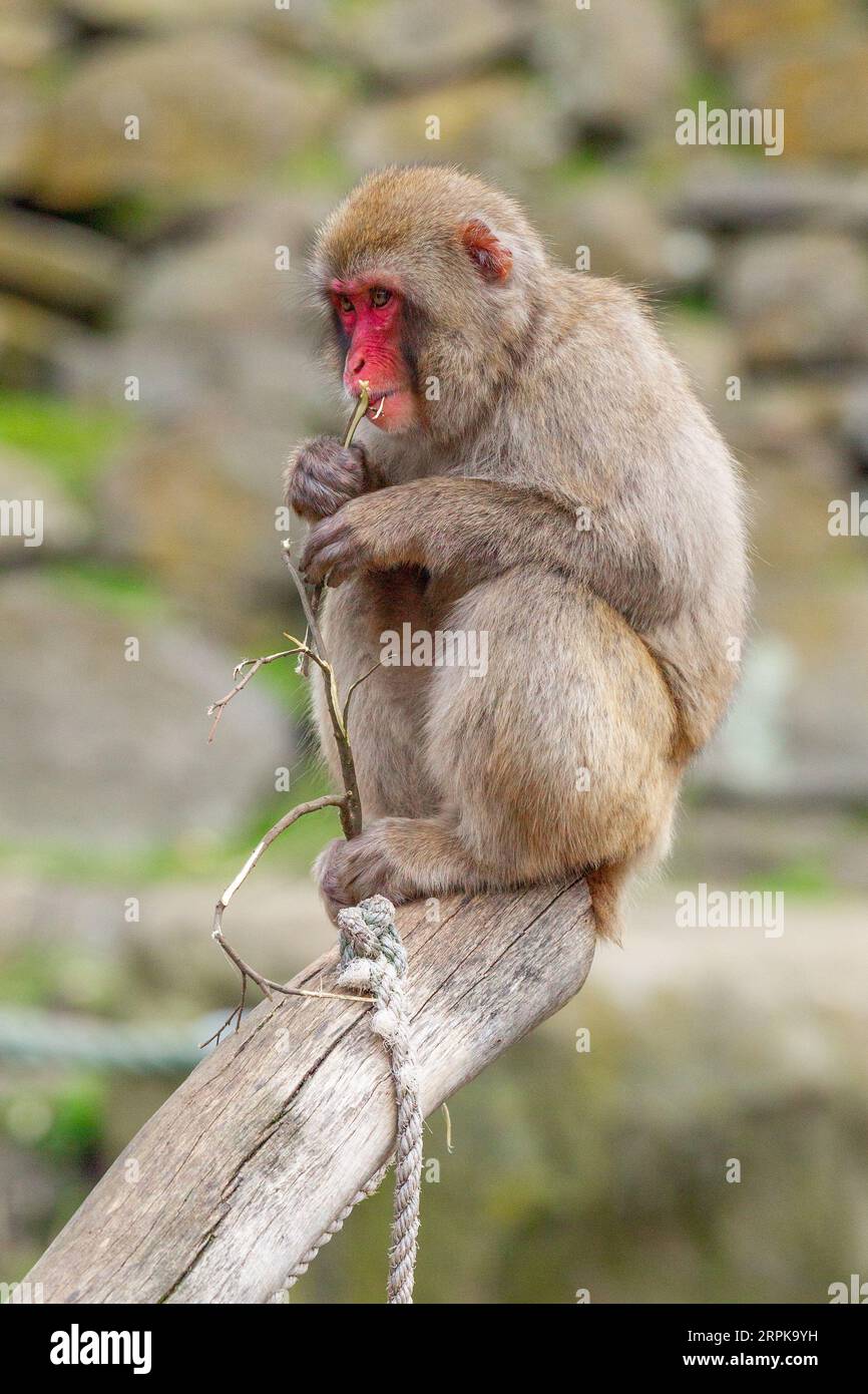 The Japanese macaque monkey (Mucaca Fuscata), also known as the snow ...