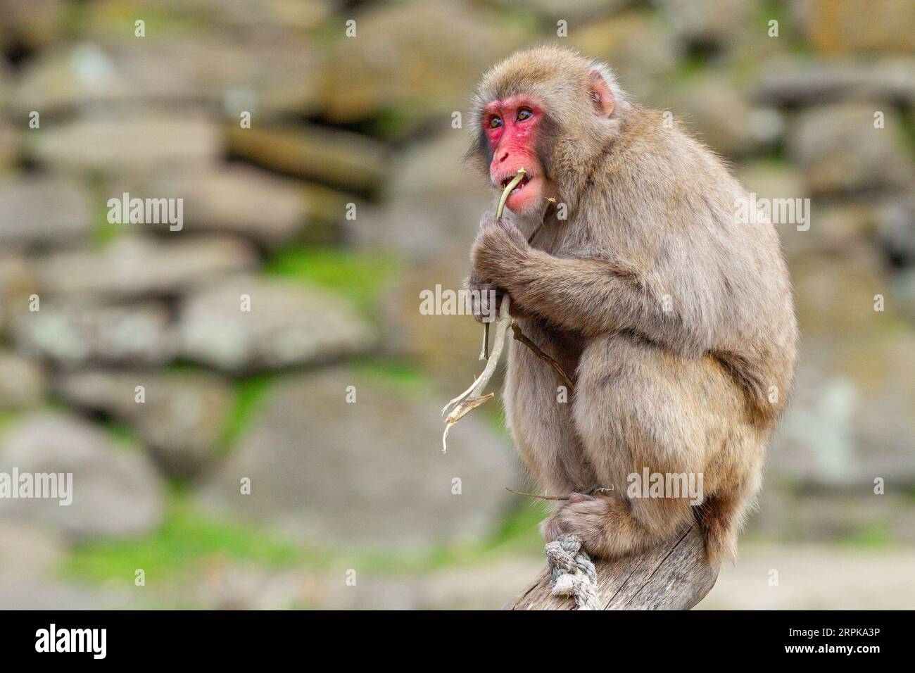 The Japanese macaque monkey (Mucaca Fuscata), also known as the snow ...