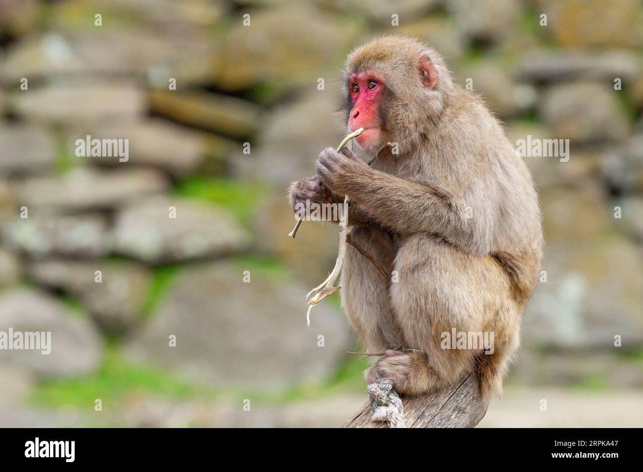 The Japanese macaque monkey (Mucaca Fuscata), also known as the snow ...