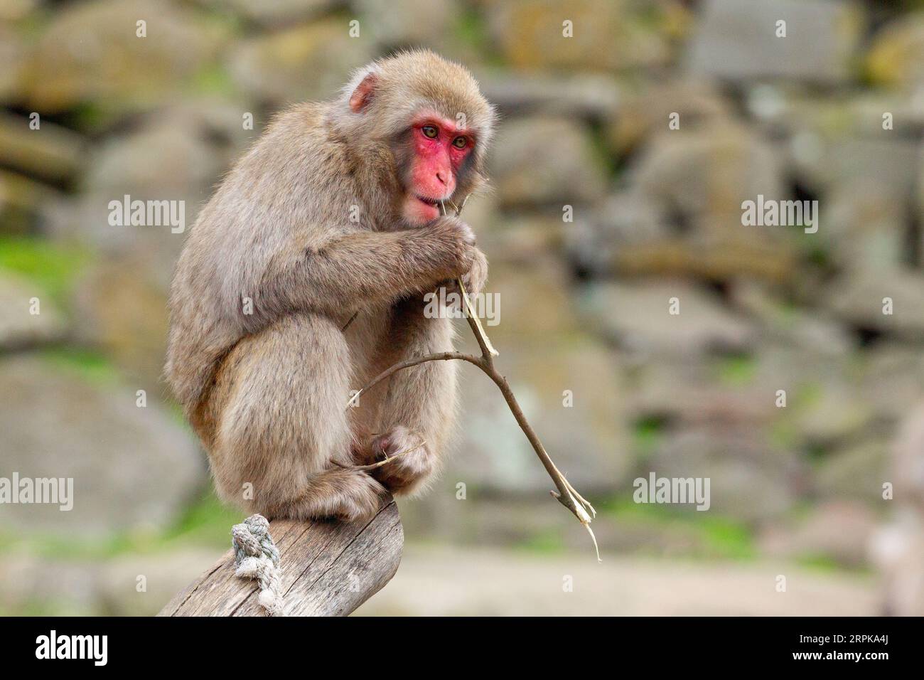The Japanese macaque monkey (Mucaca Fuscata), also known as the snow ...