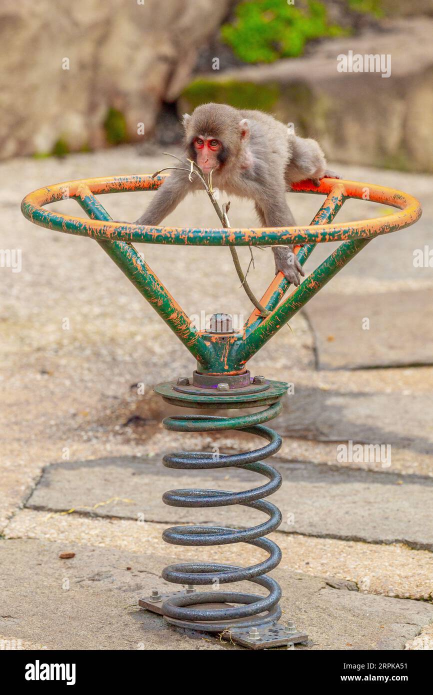 The Japanese macaque monkey (Mucaca Fuscata), also known as the snow ...