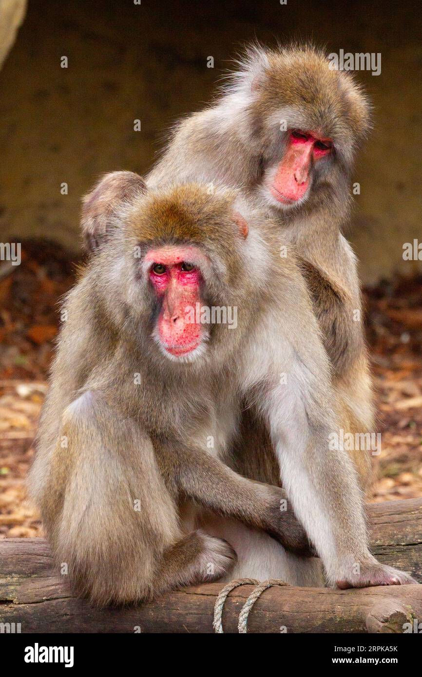 The Japanese macaque monkey (Mucaca Fuscata), also known as the snow ...