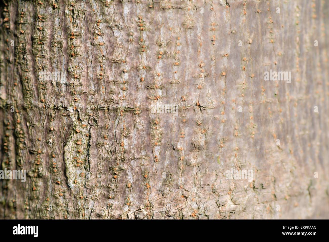 Intricate pattern of ridges hi-res stock photography and images - Alamy