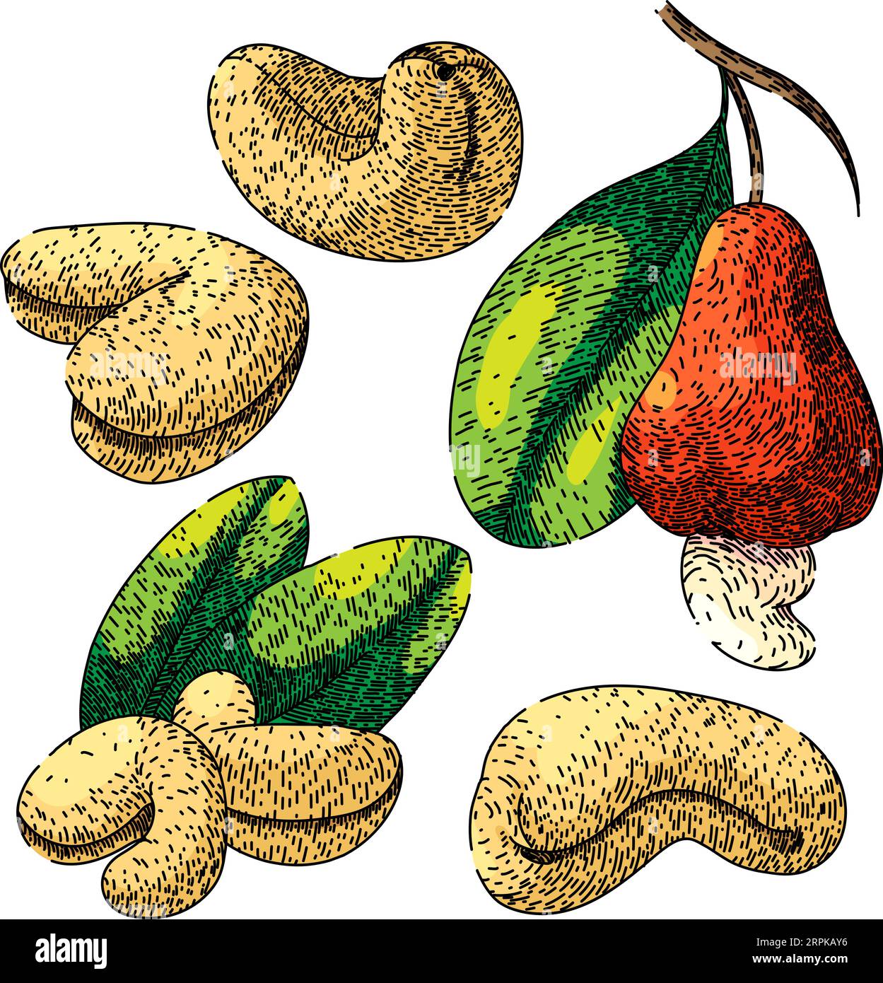 cashew nut set sketch hand drawn vector Stock Vector Image & Art - Alamy