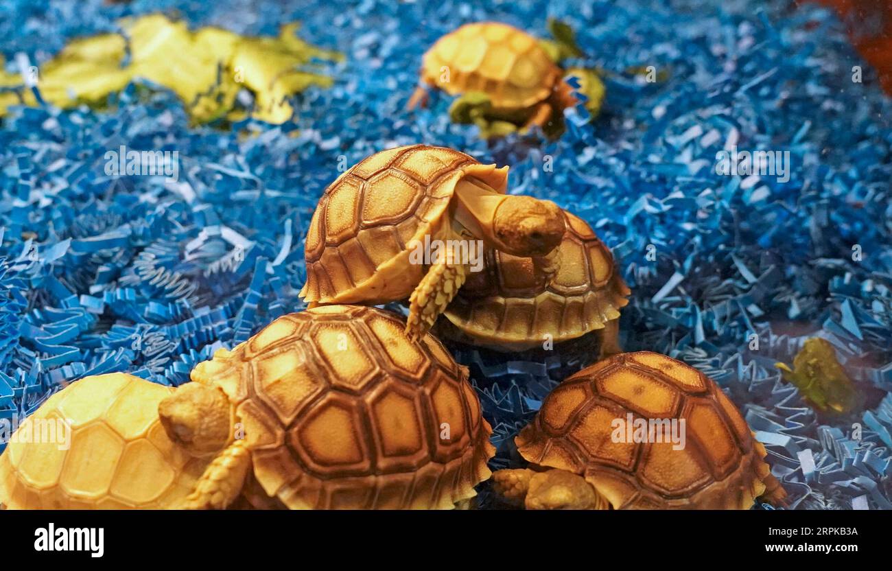 Two different kinds of snakes hi-res stock photography and images - Alamy