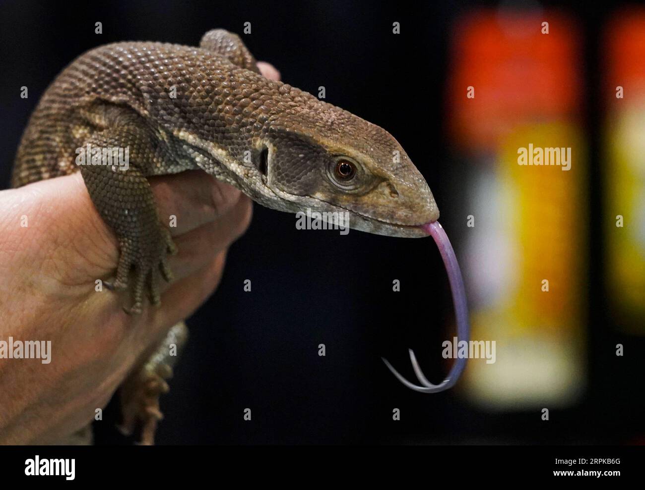 200105 -- ANAHEIM U.S., Jan. 5, 2020 -- A lizard is shown at the ...