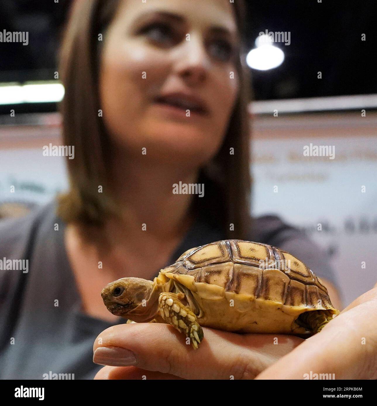 200105 -- ANAHEIM U.S., Jan. 5, 2020 -- A tortoise is shown at the ...