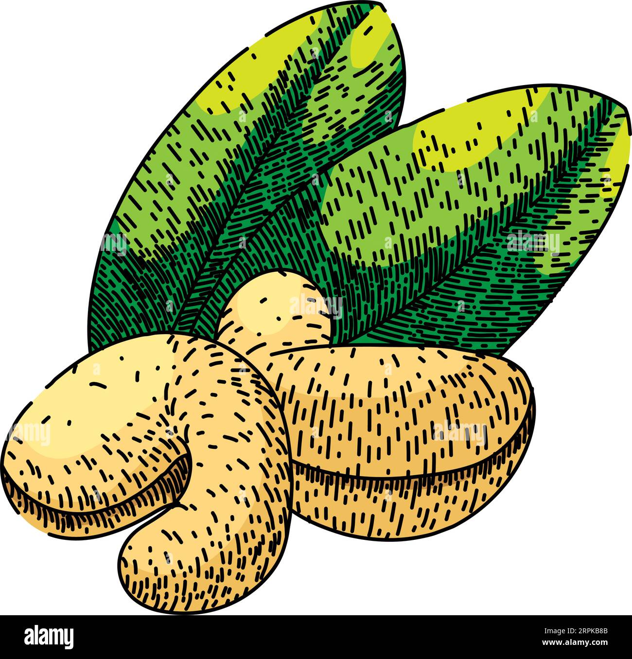 fruit cashew nut sketch hand drawn vector Stock Vector Image & Art - Alamy