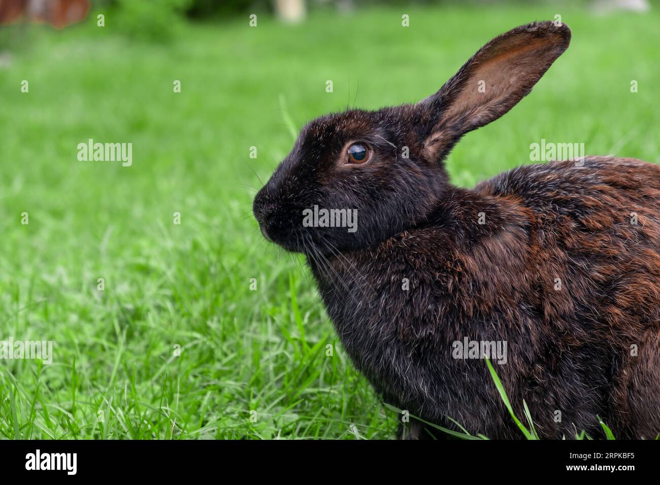 Rabbit with big ears walking in the garden on the lawn Stock Photo - Alamy