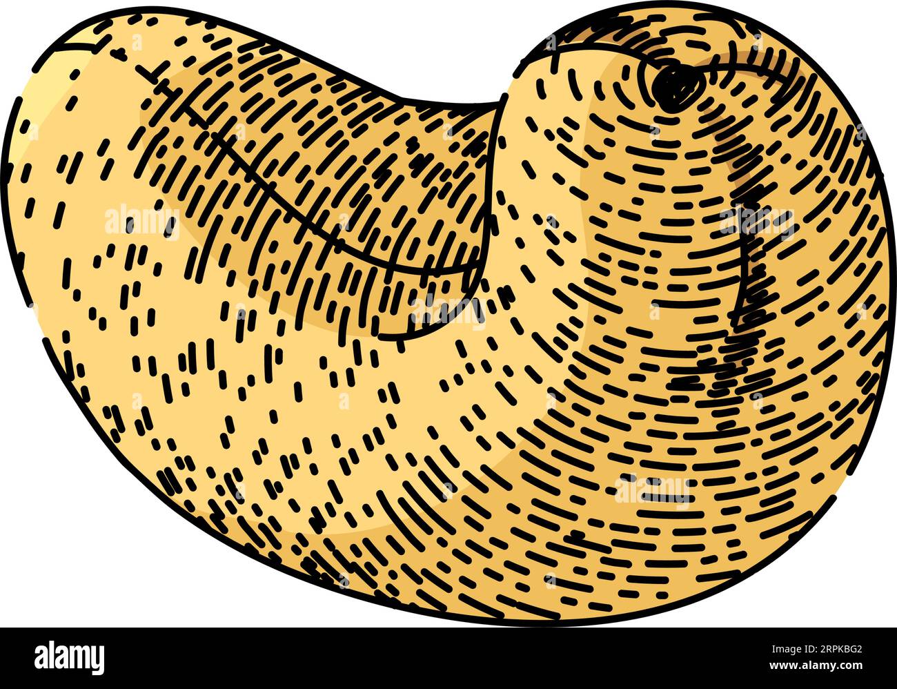 raw cashew nut sketch hand drawn vector Stock Vector Image & Art - Alamy