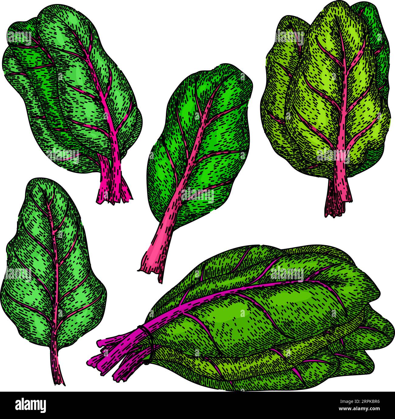 Silverbeet Stock Vector Images - Alamy