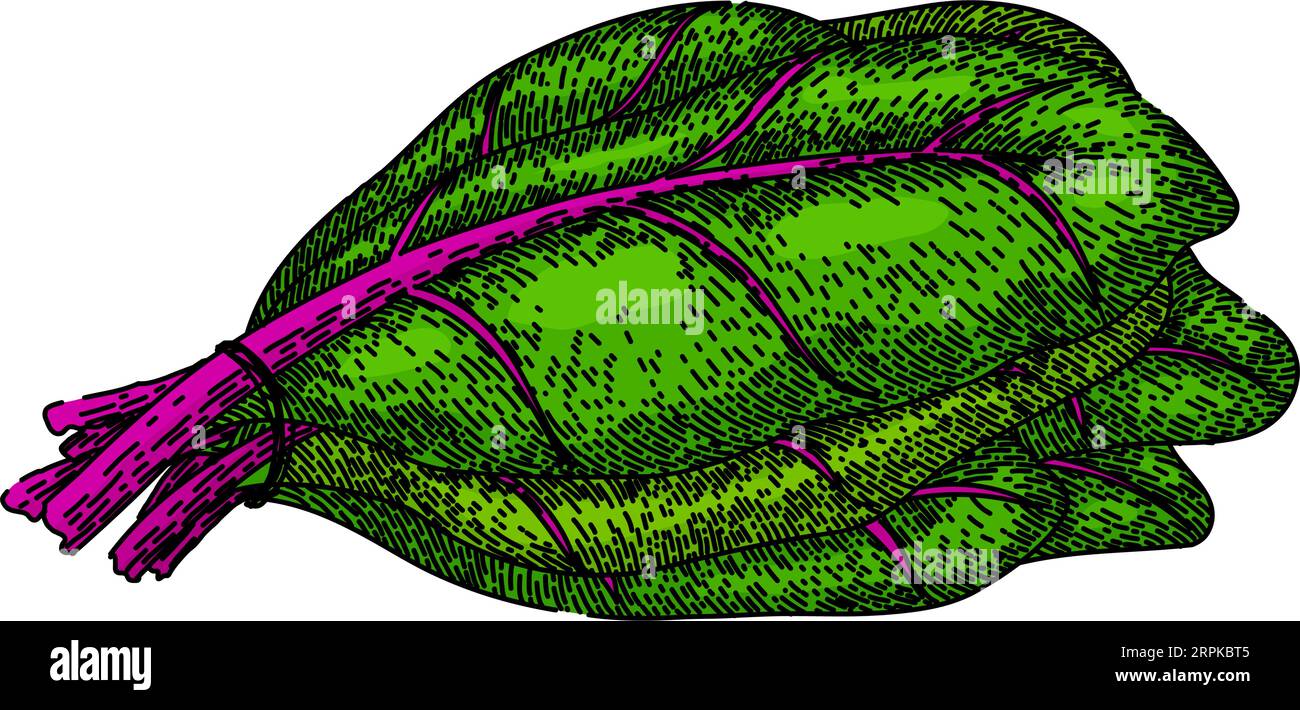 green chard sketch hand drawn vector Stock Vector Image & Art - Alamy