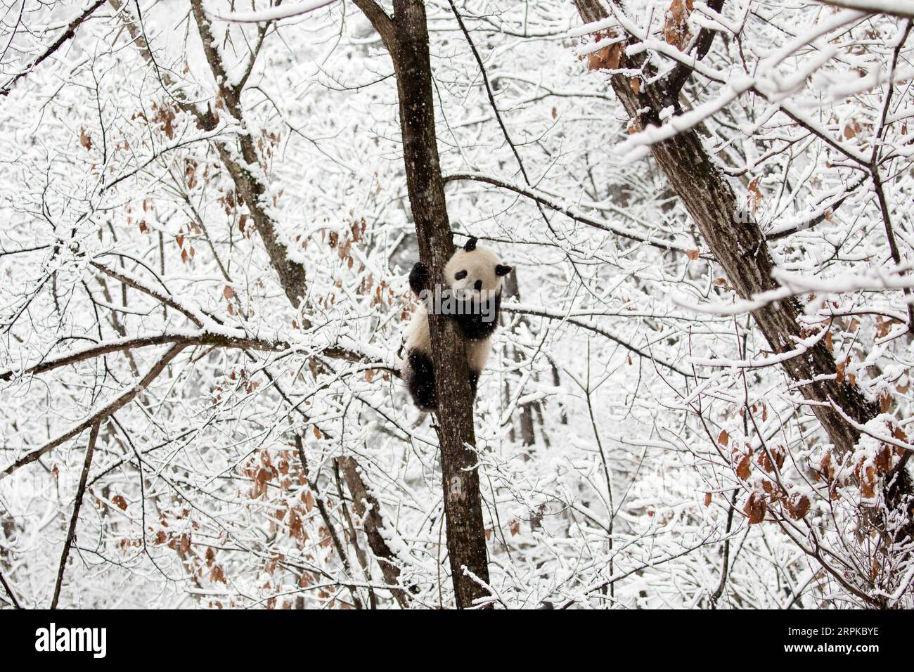 Panda Tree Snow