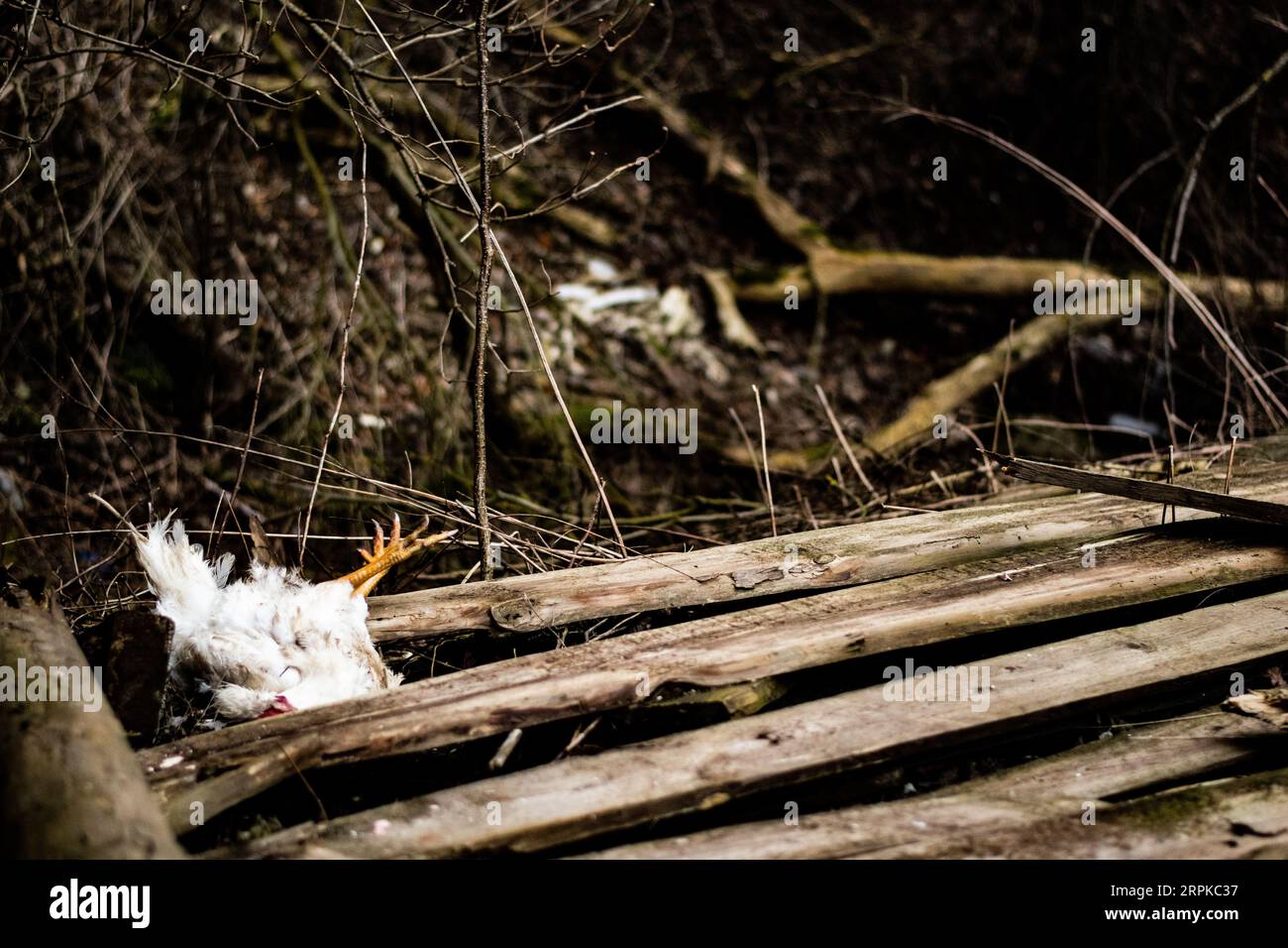Dead chicken hi-res stock photography and images - Alamy