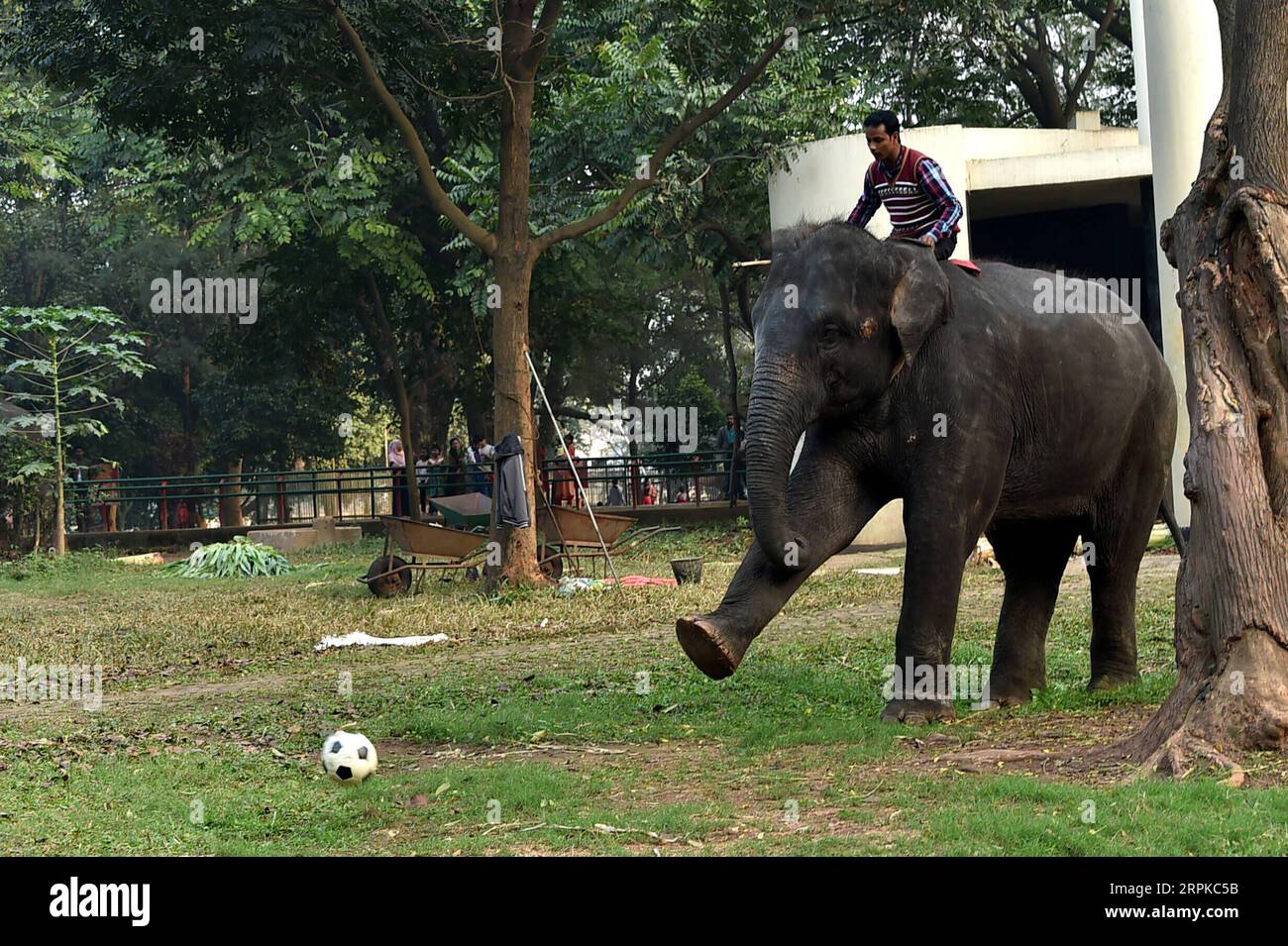 200107 -- DHAKA, Jan. 7, 2020 Xinhua -- An elephant kicks a football ...