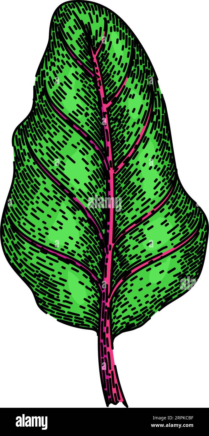 beet chard sketch hand drawn vector Stock Vector Image & Art - Alamy