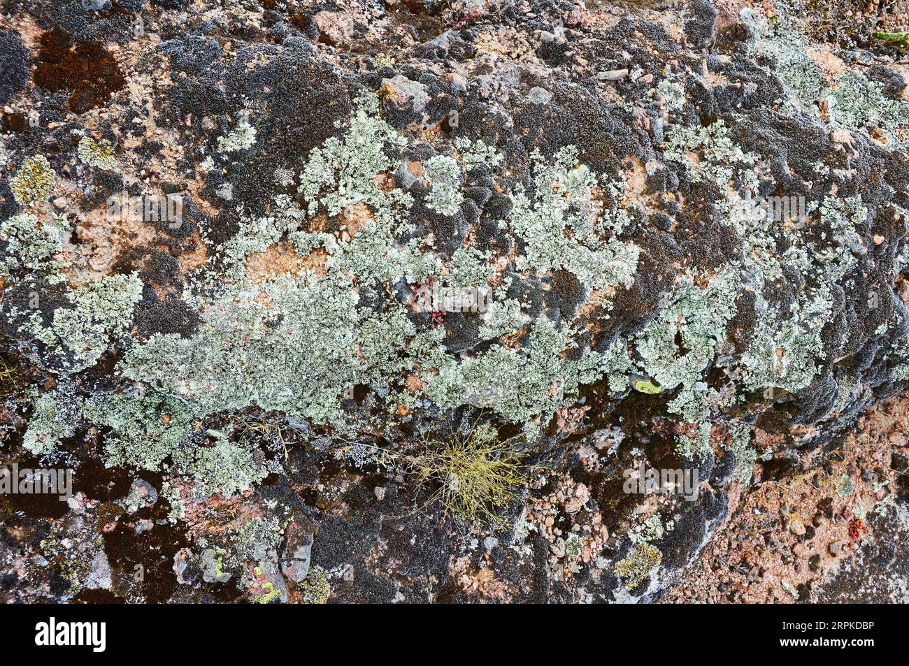 Careless weed hi-res stock photography and images - Alamy