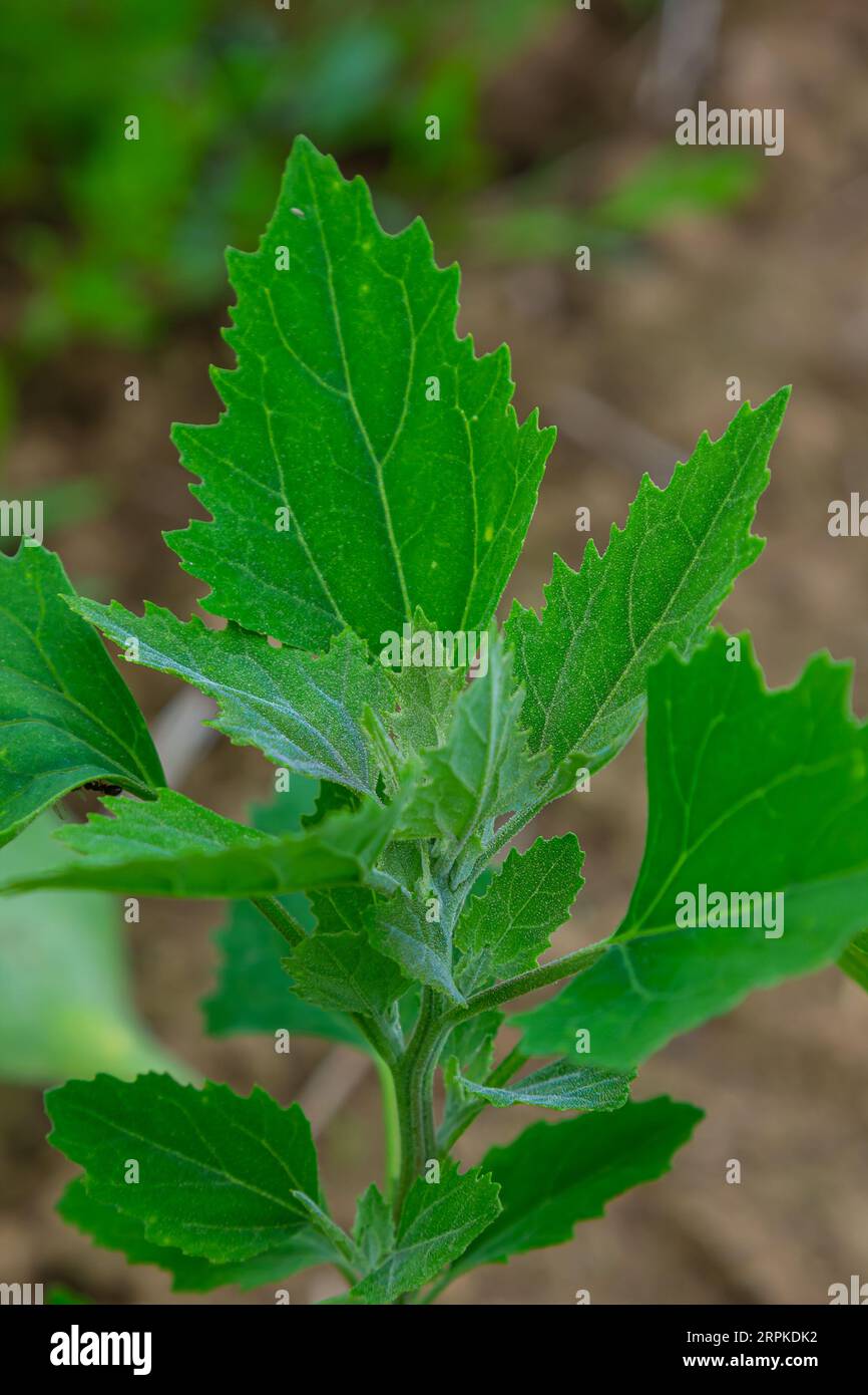 Chenopodium album, edible plant, common names include lamb's quarters ...