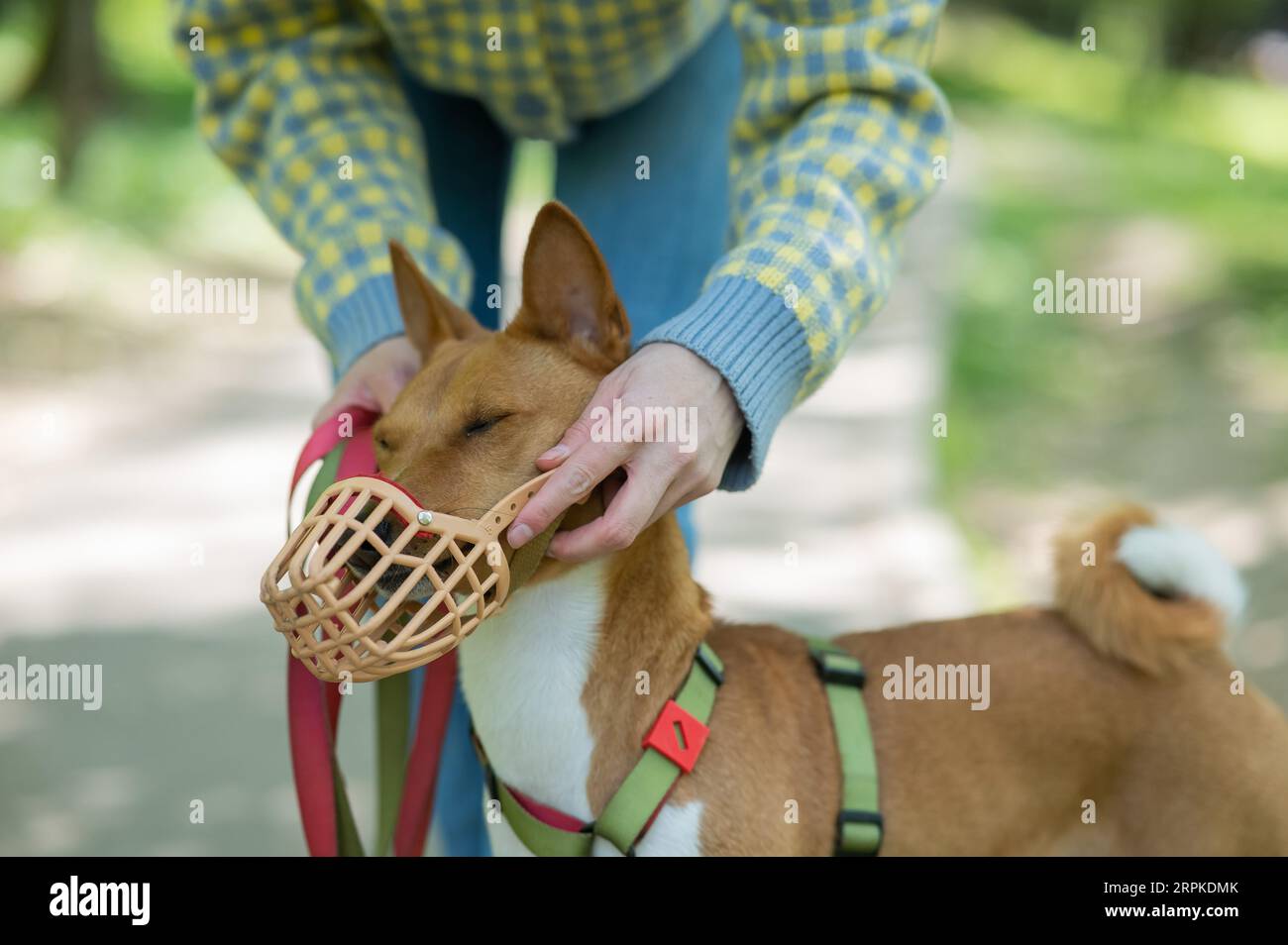 The owner puts a muzzle on the African dog breed Basenji for a walk Stock Photo - Alamy