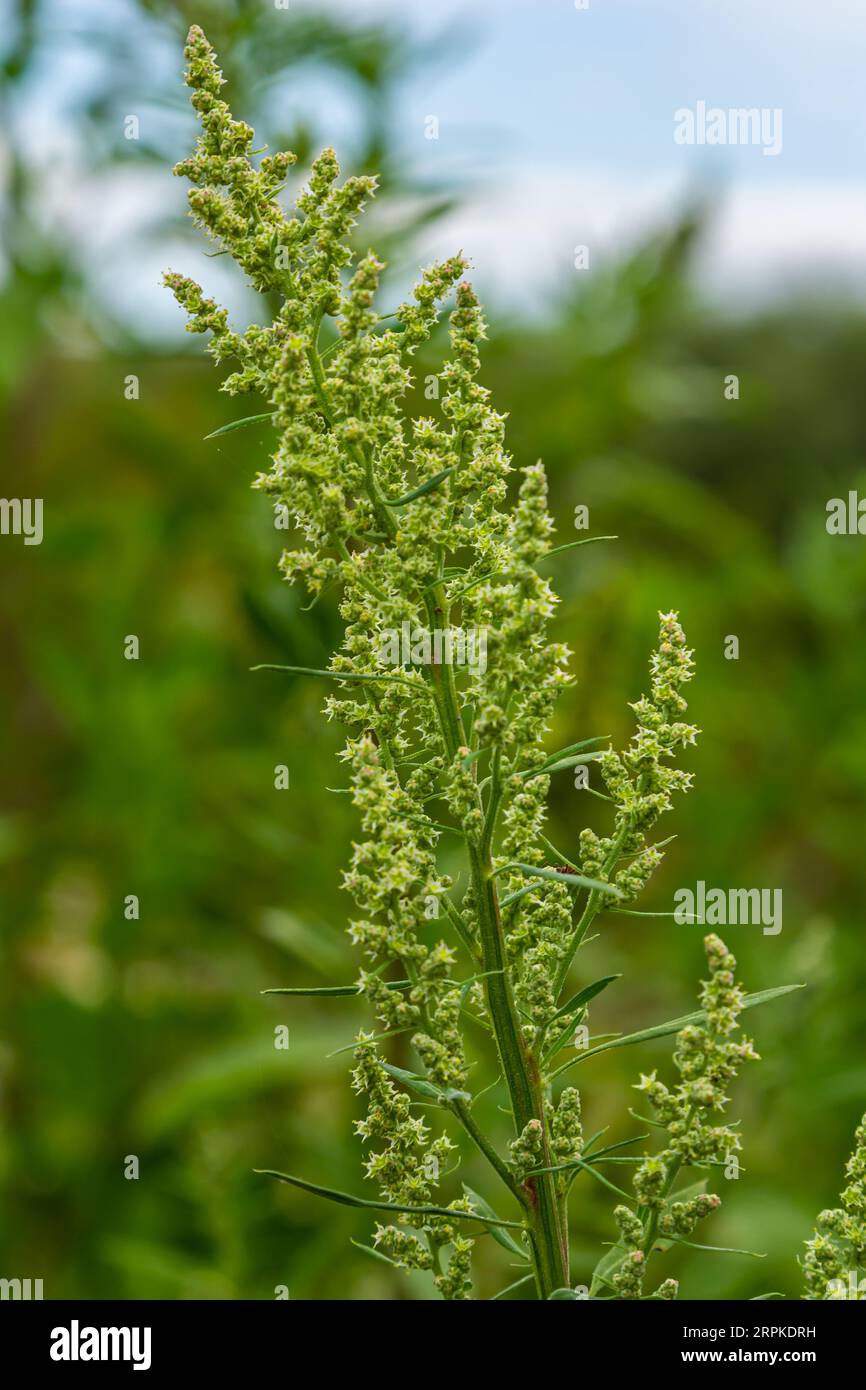 Chenopodium album, edible plant, common names include lamb's quarters ...