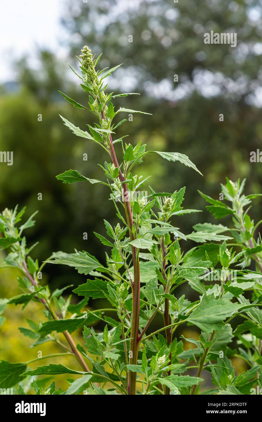 Chenopodium album, edible plant, common names include lamb's quarters ...