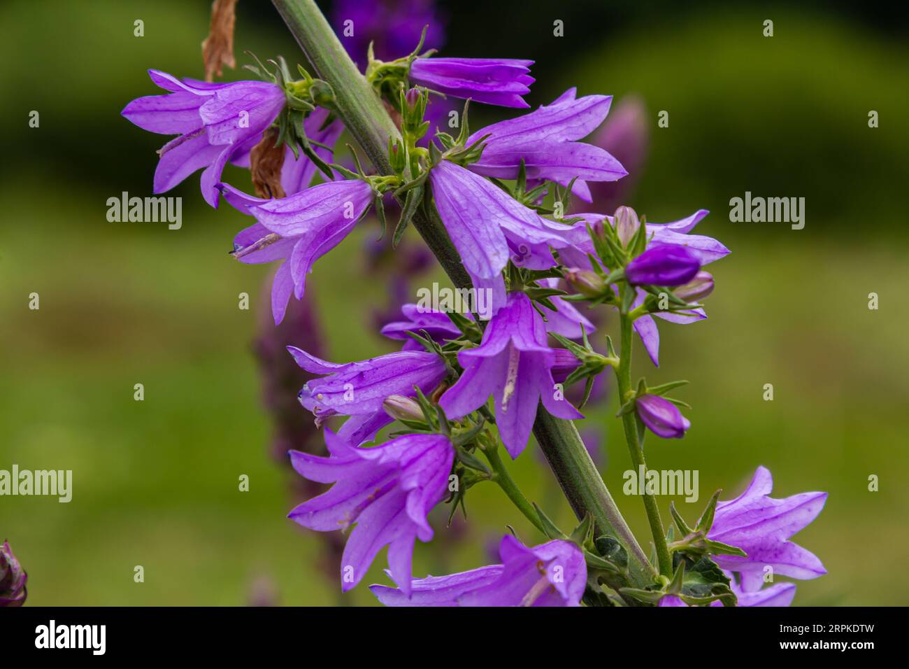 Clustered bell flower Campanula glomerata blooming in the wild Stock ...