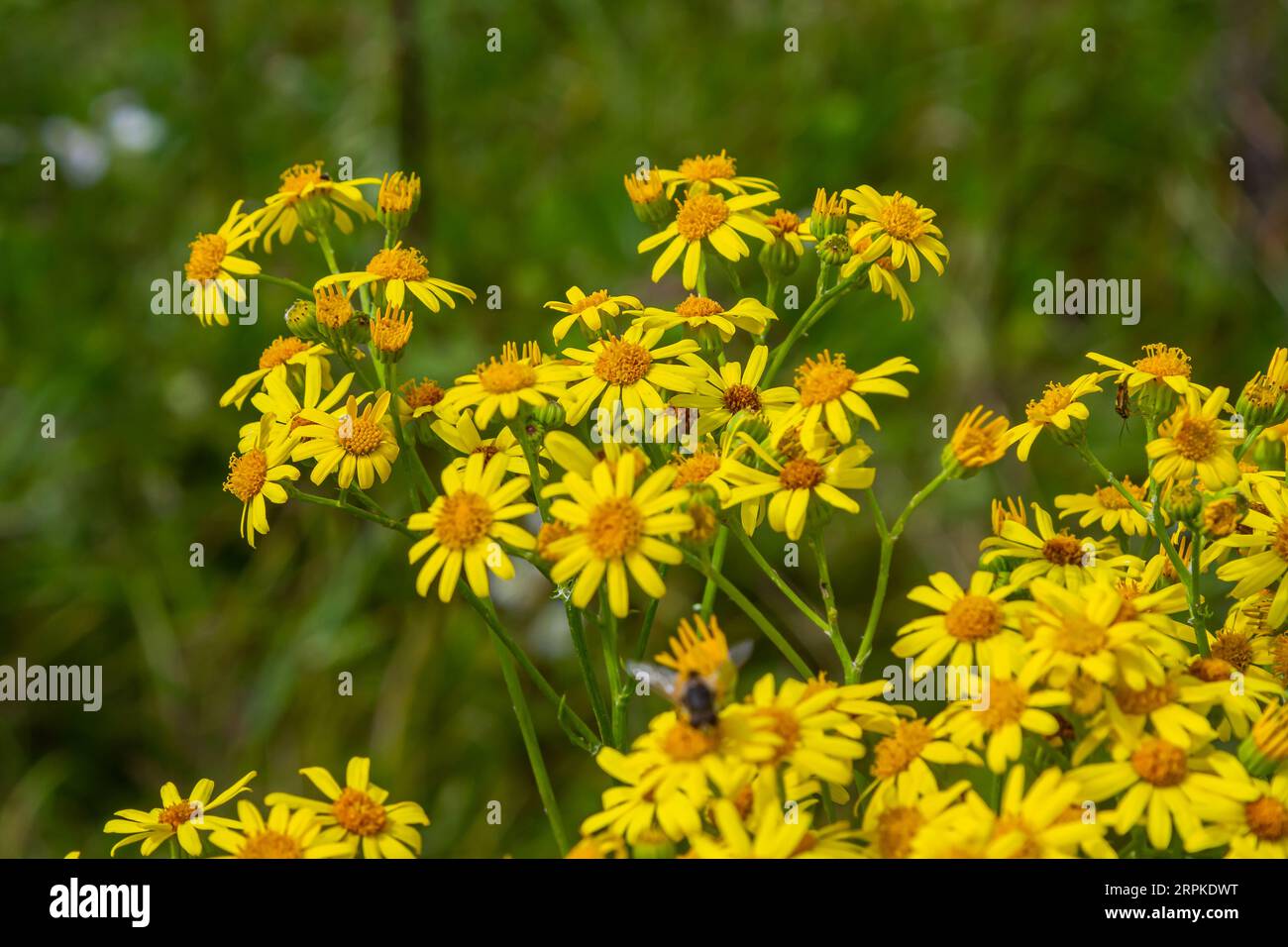 Yellow flowers of Senecio vernalis closeup on a blurred green ...