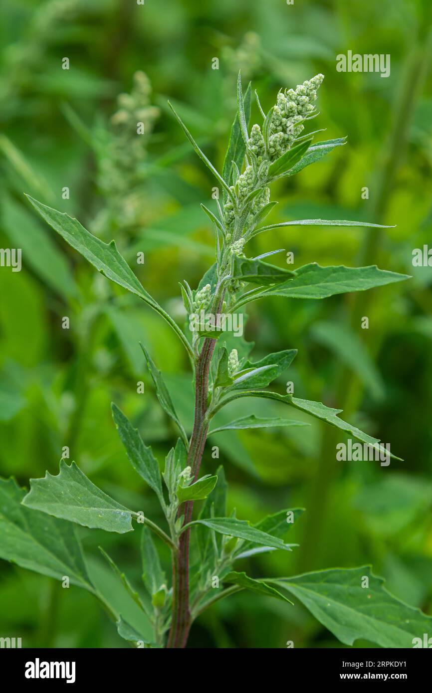 Chenopodium album, edible plant, common names include lamb's quarters ...