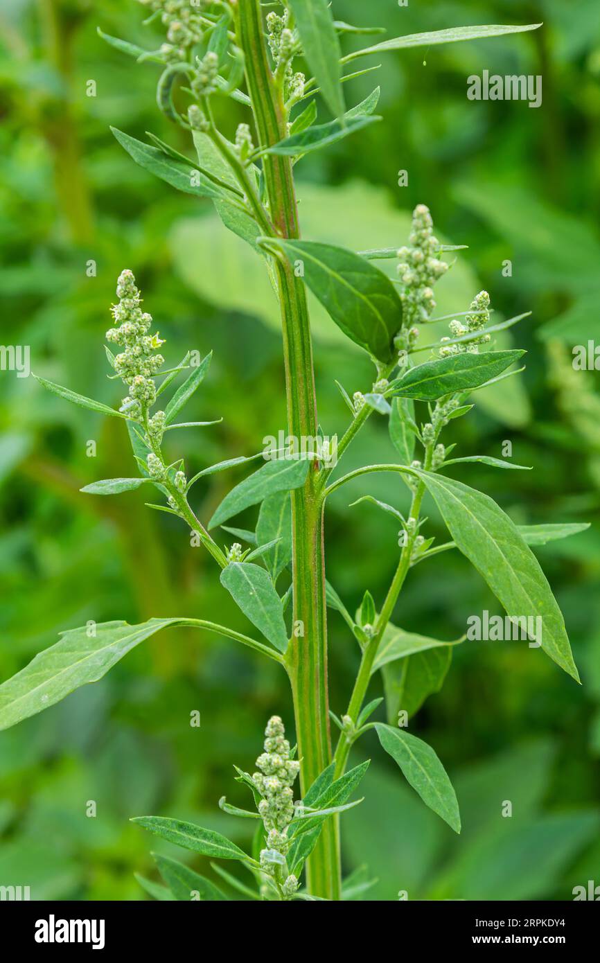 Chenopodium album, edible plant, common names include lamb's quarters ...