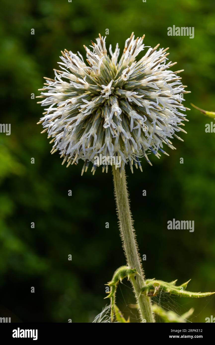 Close up selective focus of Great globe thistle, known as Echinops ...