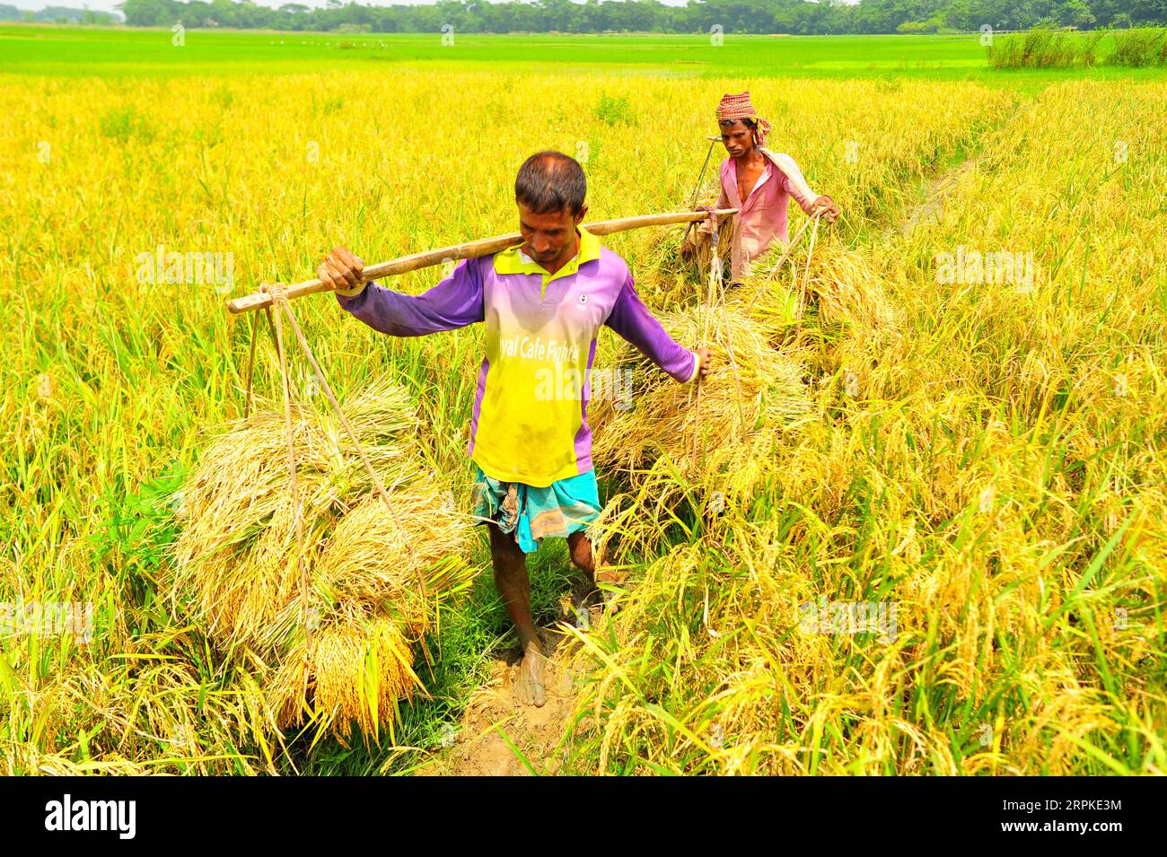 Aman paddy harvesting hi-res stock photography and images - Alamy