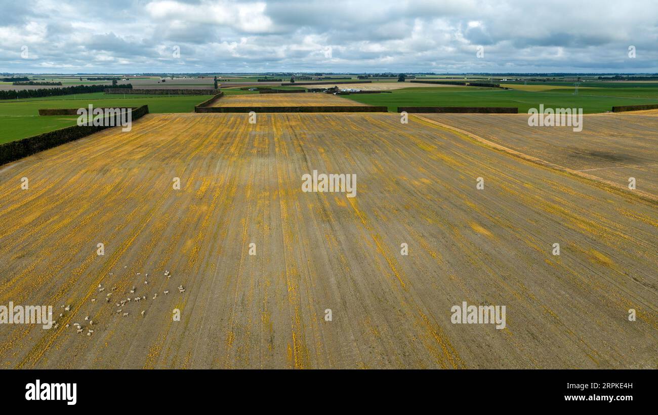 Aerial views of farmland fields of green and gold and some sheep ...