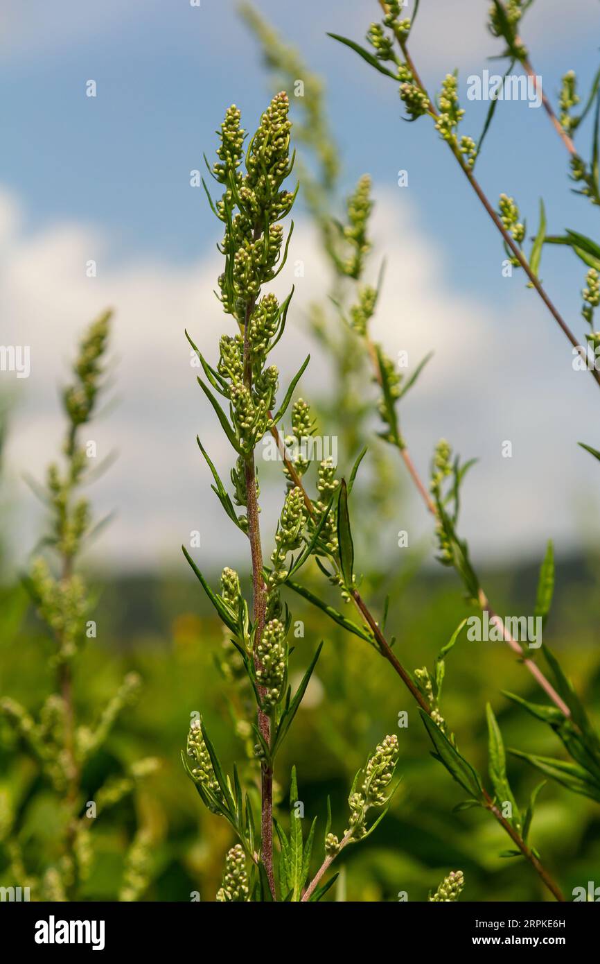 Chenopodium album, edible plant, common names include lamb's quarters ...