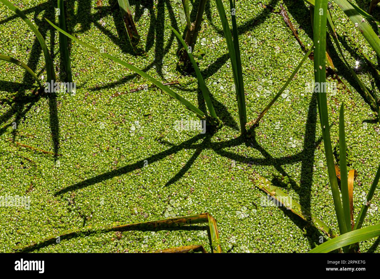 Duckweed - Cultivation of duckweed. Lemna trisulca Stock Photo - Alamy