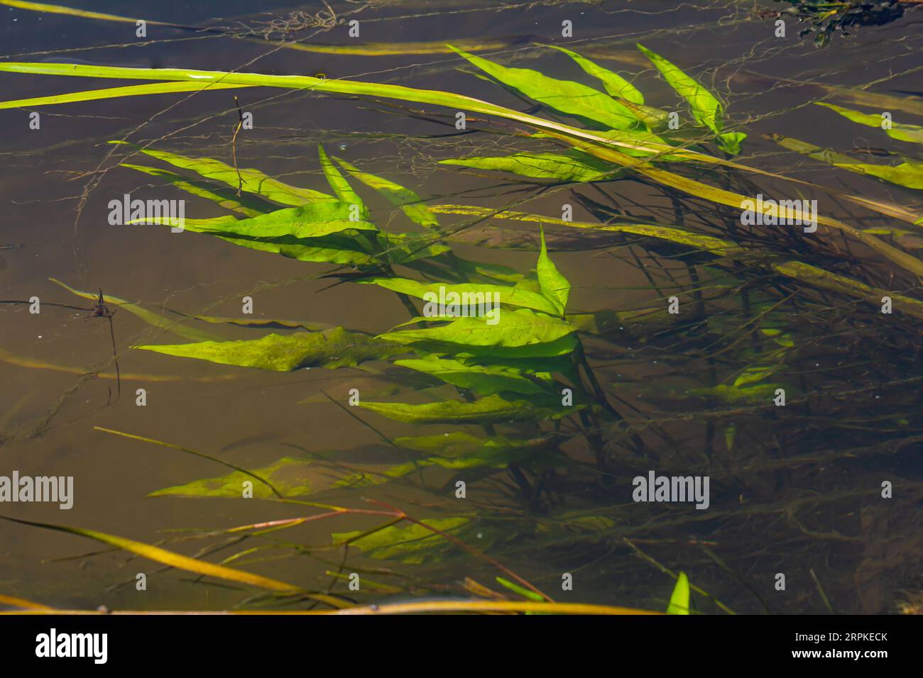 Aquatic plants. Freshwater algae background. Photographer's shadow ...