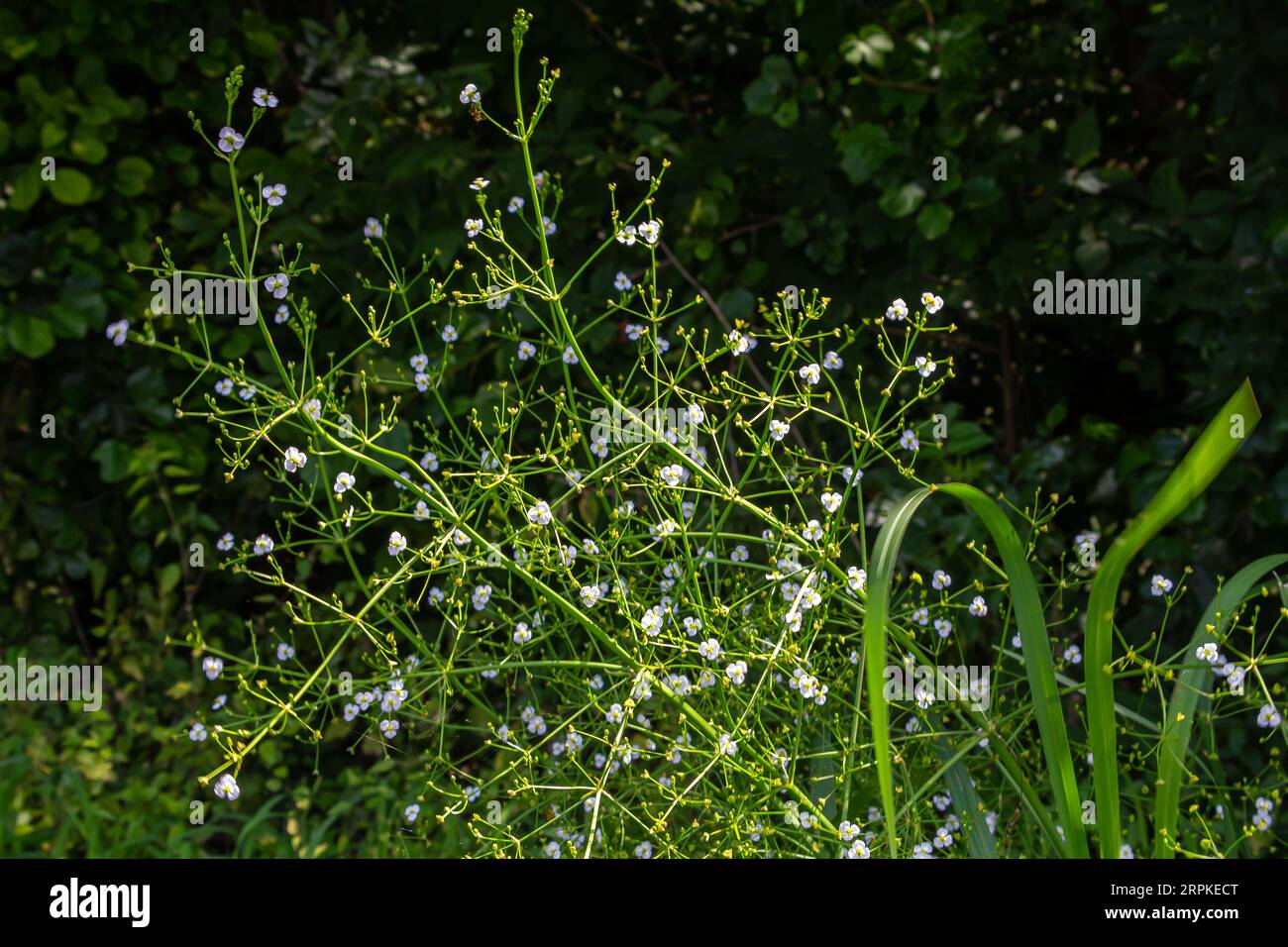 Phreatophyte. American water plantain Alisma plantago-aquatica in ...
