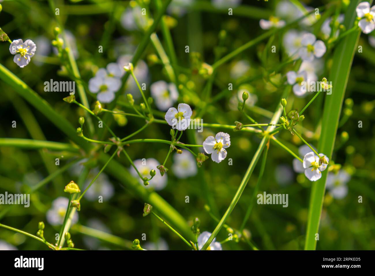 Phreatophyte. American water plantain Alisma plantago-aquatica in ...