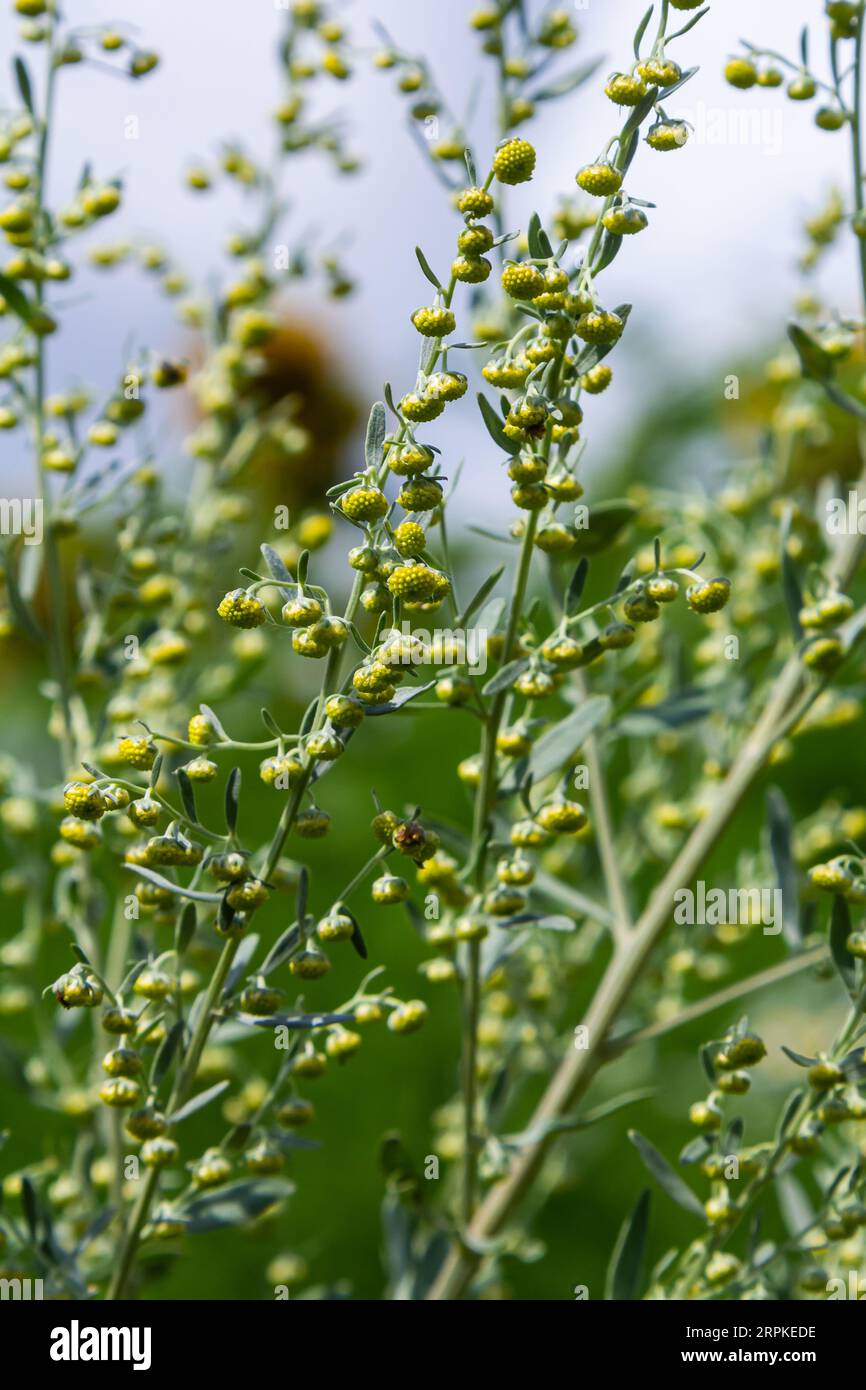 Wormwood green grey leaves with beautiful yellow flowers. Artemisia ...