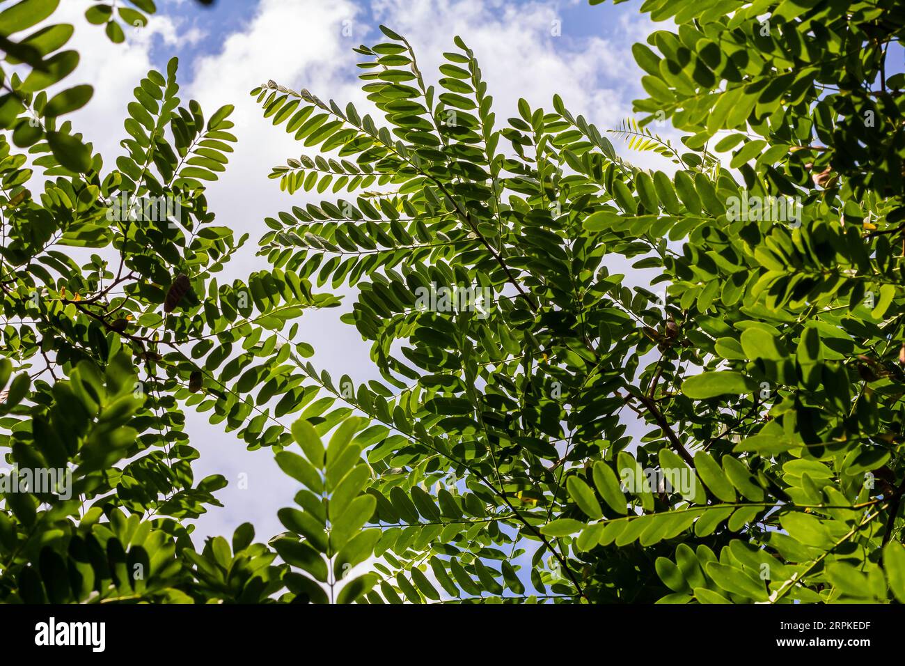 Robinia pseudoacacia, commonly known as black locust with seeds Stock ...