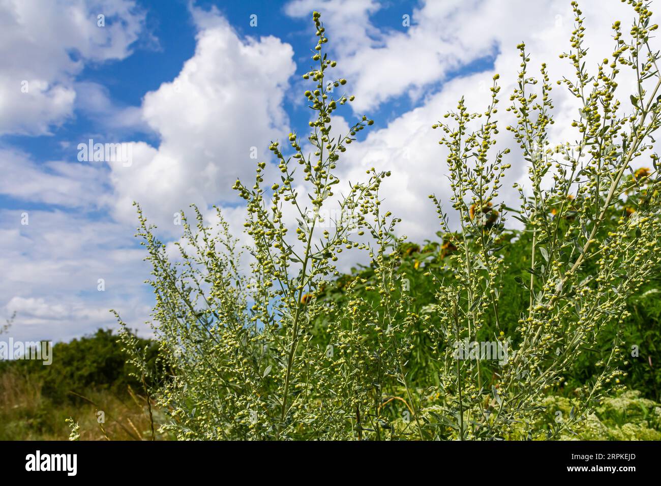 Wormwood green grey leaves with beautiful yellow flowers. Artemisia ...