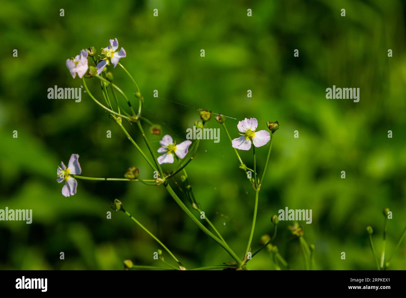 Phreatophyte. American water plantain Alisma plantago-aquatica in ...