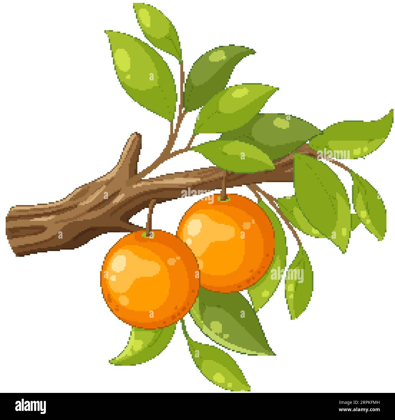 A vector cartoon illustration of a simple orange tree branch Stock ...
